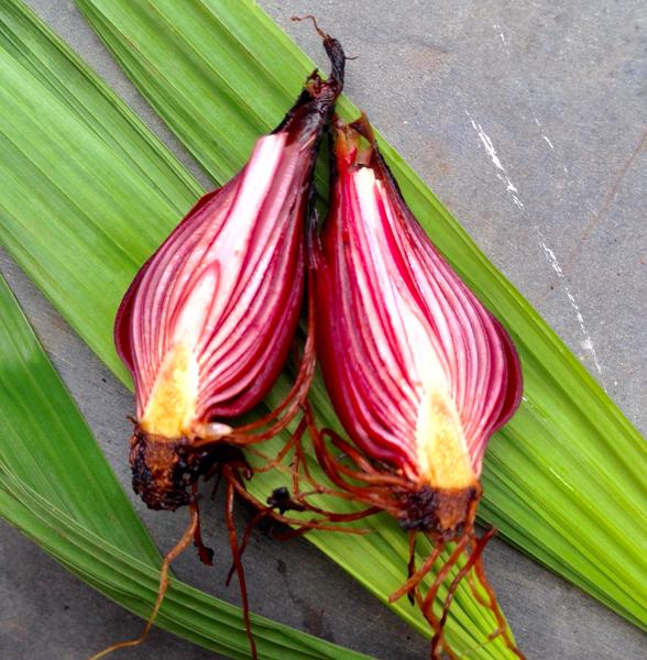 Umbi Bawang Sabrang sebagai Zat Anti kanker . - Sains Pedia