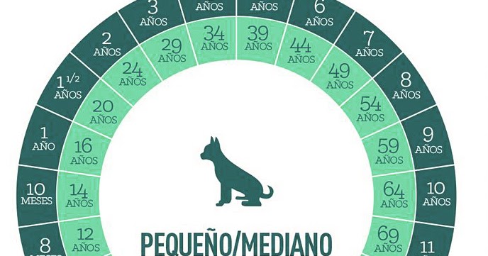 Animal Friend: EDADES PERRUNAS