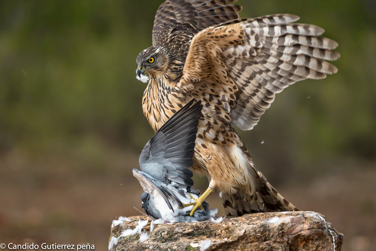 AZOR COMUN-Accipiter gentilis | Observatorio de la Naturaleza
