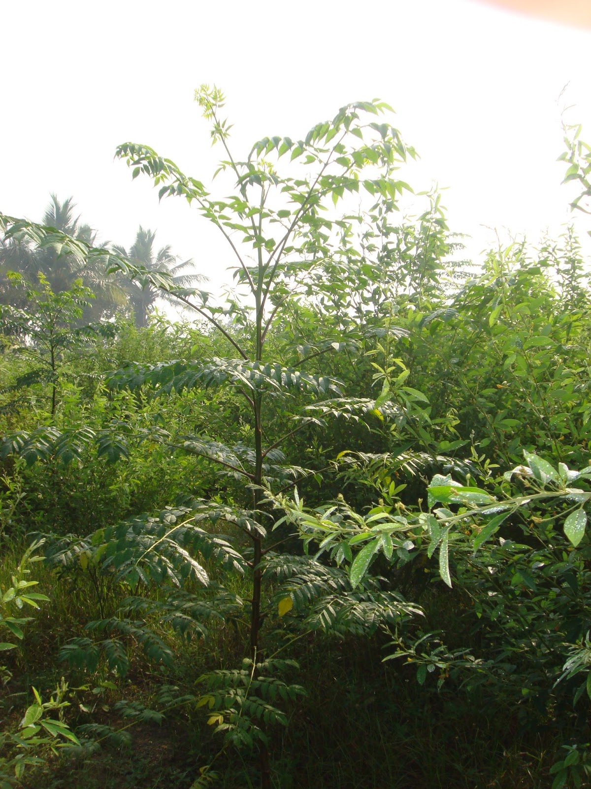 Go Green Initiative : About Melia Dubia Tree