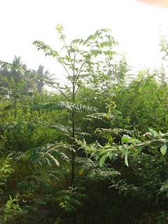 Go Green Initiative : About Melia Dubia Tree