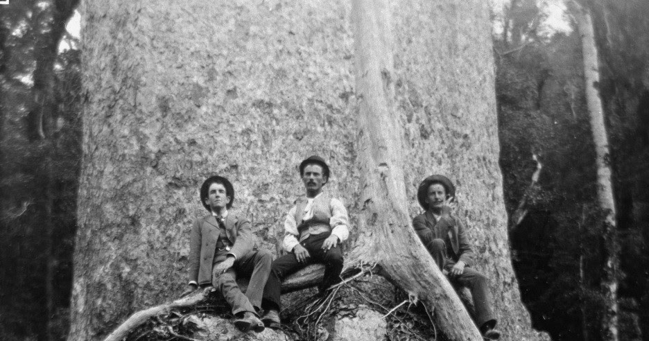 Kauri logging in Waitākere Ranges