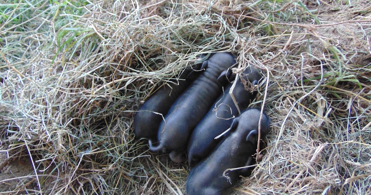 Eszter Málnáskertje: Most a malackák a középpontban