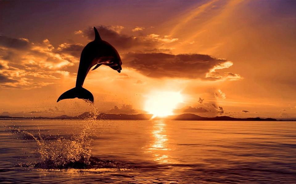 Le foto più belle: Delfino nell'oceano al tramonto