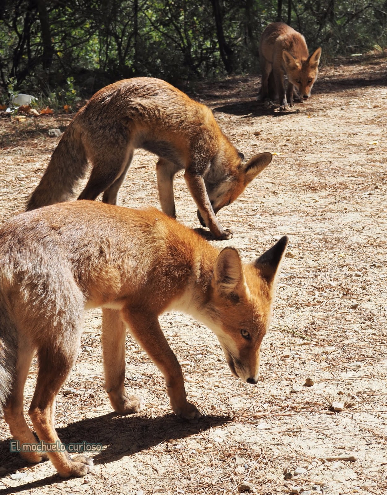 EL MOCHUELO CURIOSO: EL ZORRO ROJO, EL BANDOLERO DE NUESTROS BOSQUES.
