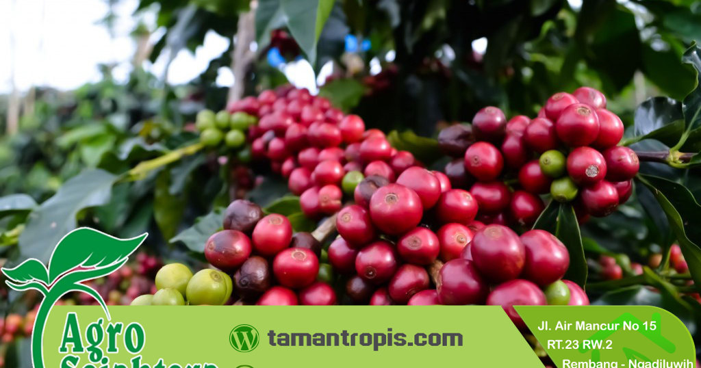 Www.bibit Kopi.com