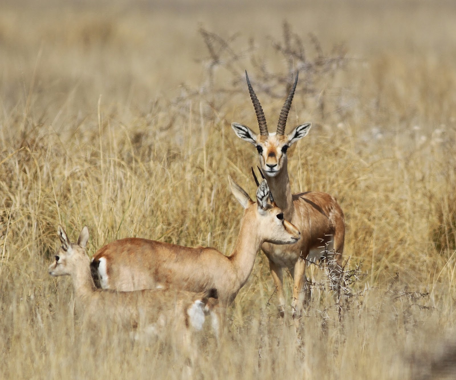 Birding Poole Harbour & Beyond: 24 Jan 14 - Antelopes & A Long Wished ...
