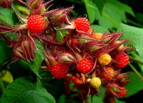 Earth and Space News: Rubus phoenicolasius: Luscious and Mellow ...