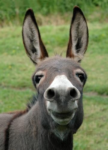 Somos un Equipo: burro