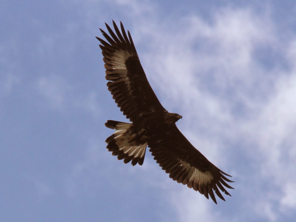 C.R.O.S. Varenna: Aquila reale