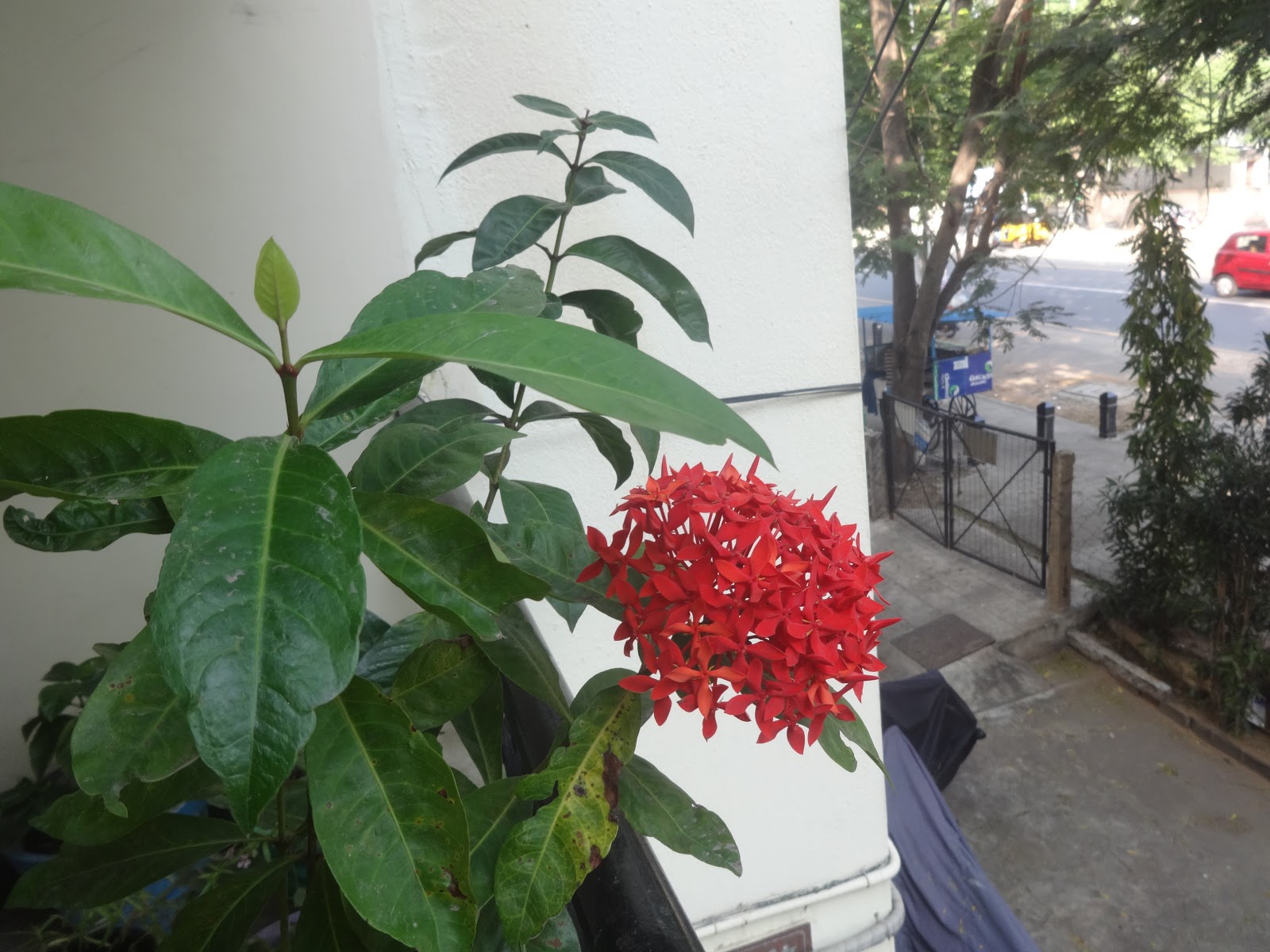 Shyam Sunder Rao Volleyball Clipart