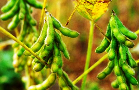 SEJARAH KEDELAI DAN MANFAAT KEDELAI ~ My Lily Cahaya Edukasi