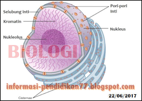 Apa Saja Fungsi Inti Sel atau Nukleus? ~ Informasi-Pendidikan77
