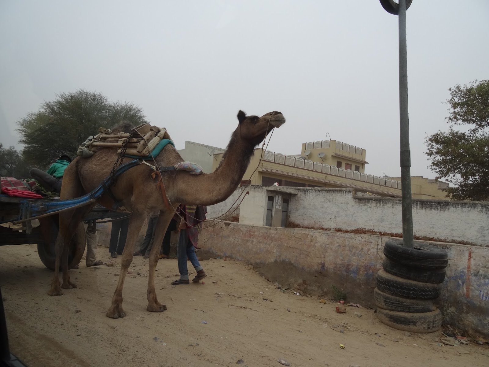 lakepurity: India Tour,Junagarth Fort, 거상들의 주거지 Havellis, Rat temple,사막 ...