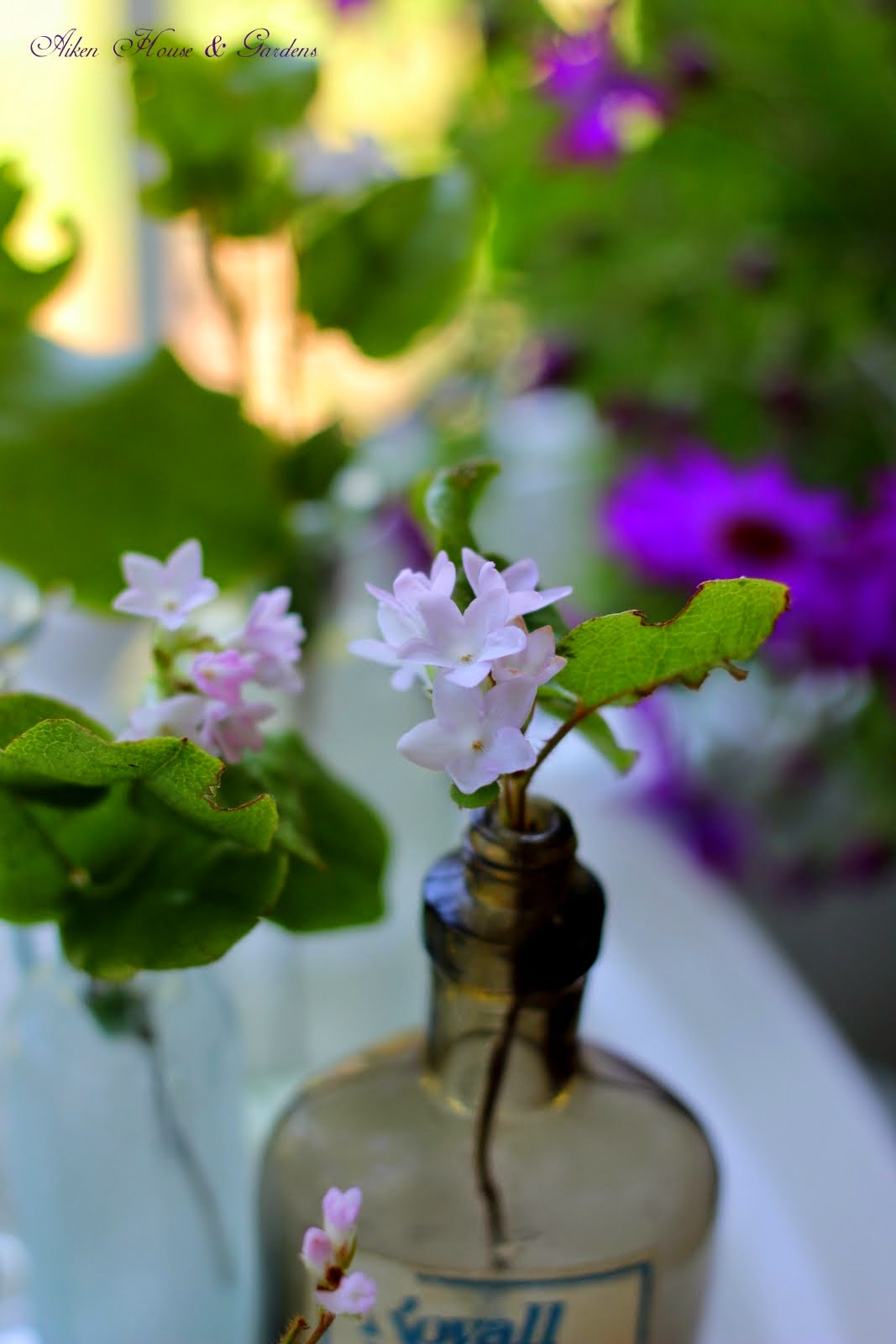 Aiken House & Gardens: Mayflowers and a Winner