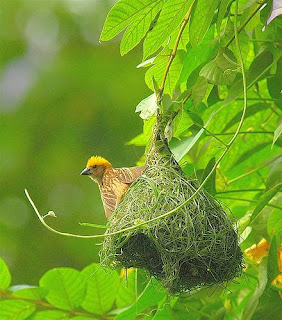 Burung Tempua [19f@G]