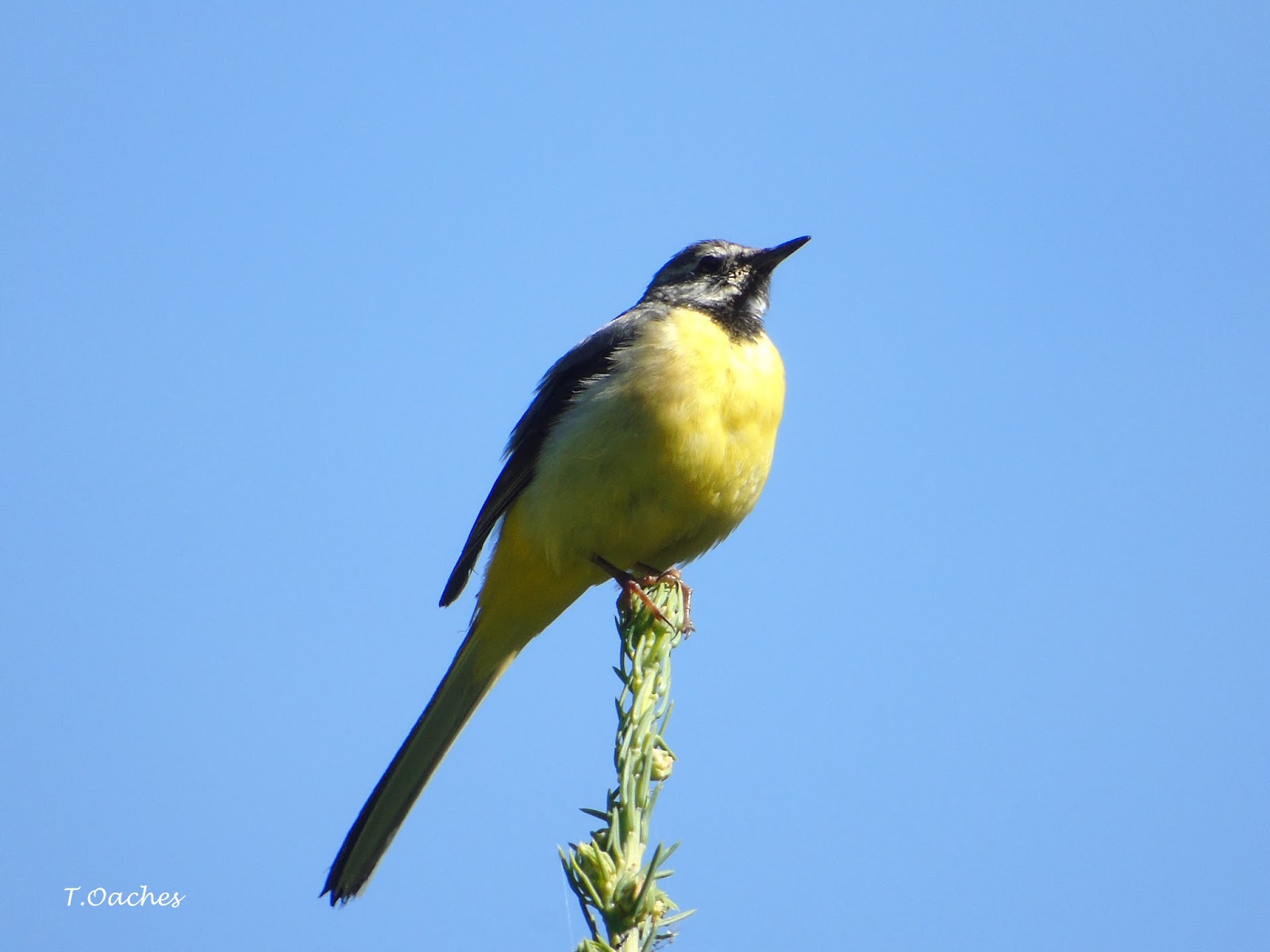 PASARI DIN ROMANIA: CODOBATURA DE MUNTE, Motacilla cinerea