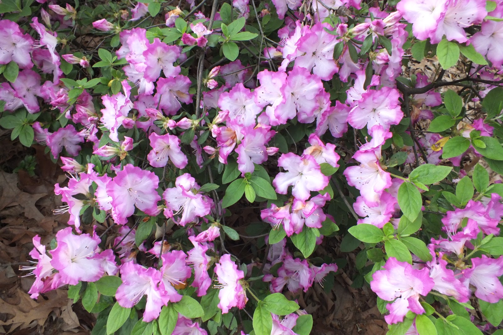 Gene's Garden: Spring Flower Parade