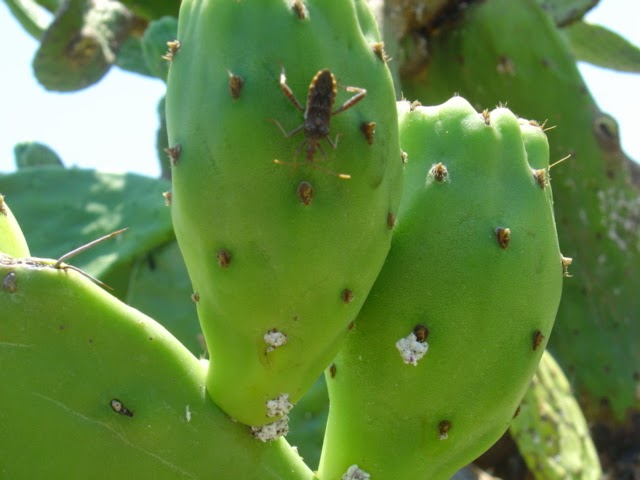 Xtremehorticulture of the Desert: Understanding and Controlling the ...