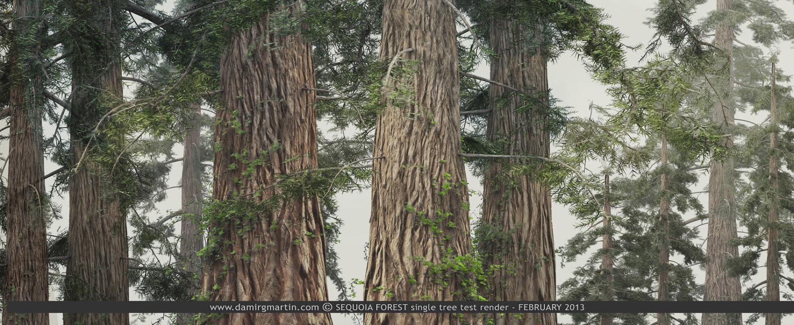 Damir G Martin: SEQUOIA TREE 3D MODEL