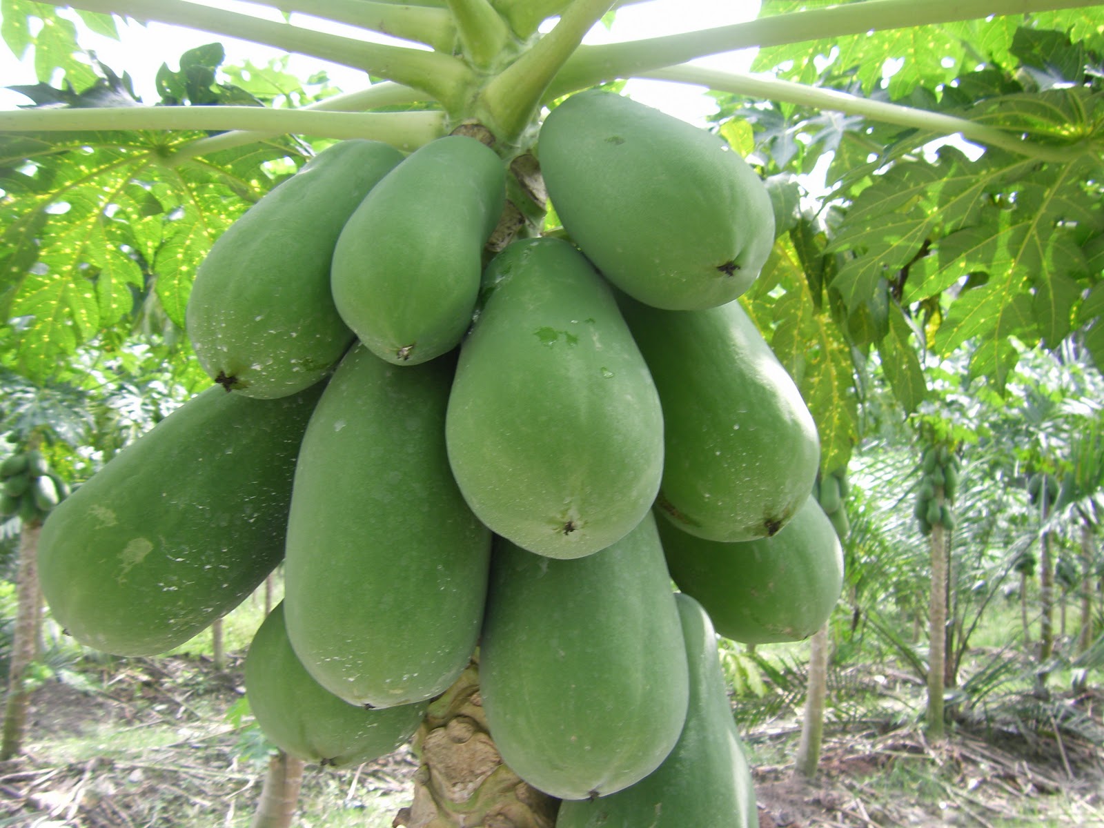 Lekir Agro: Sekitar Lawatan Ke Kebun Betik Sekaki di Daerah Bidor