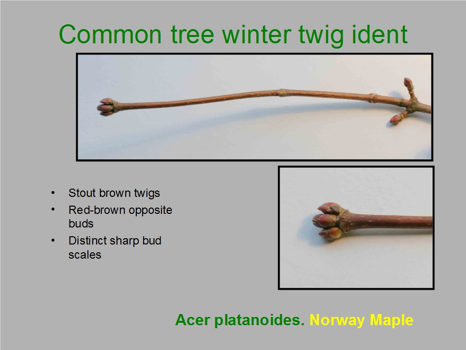 Woodland Management: A Guide: February 2018