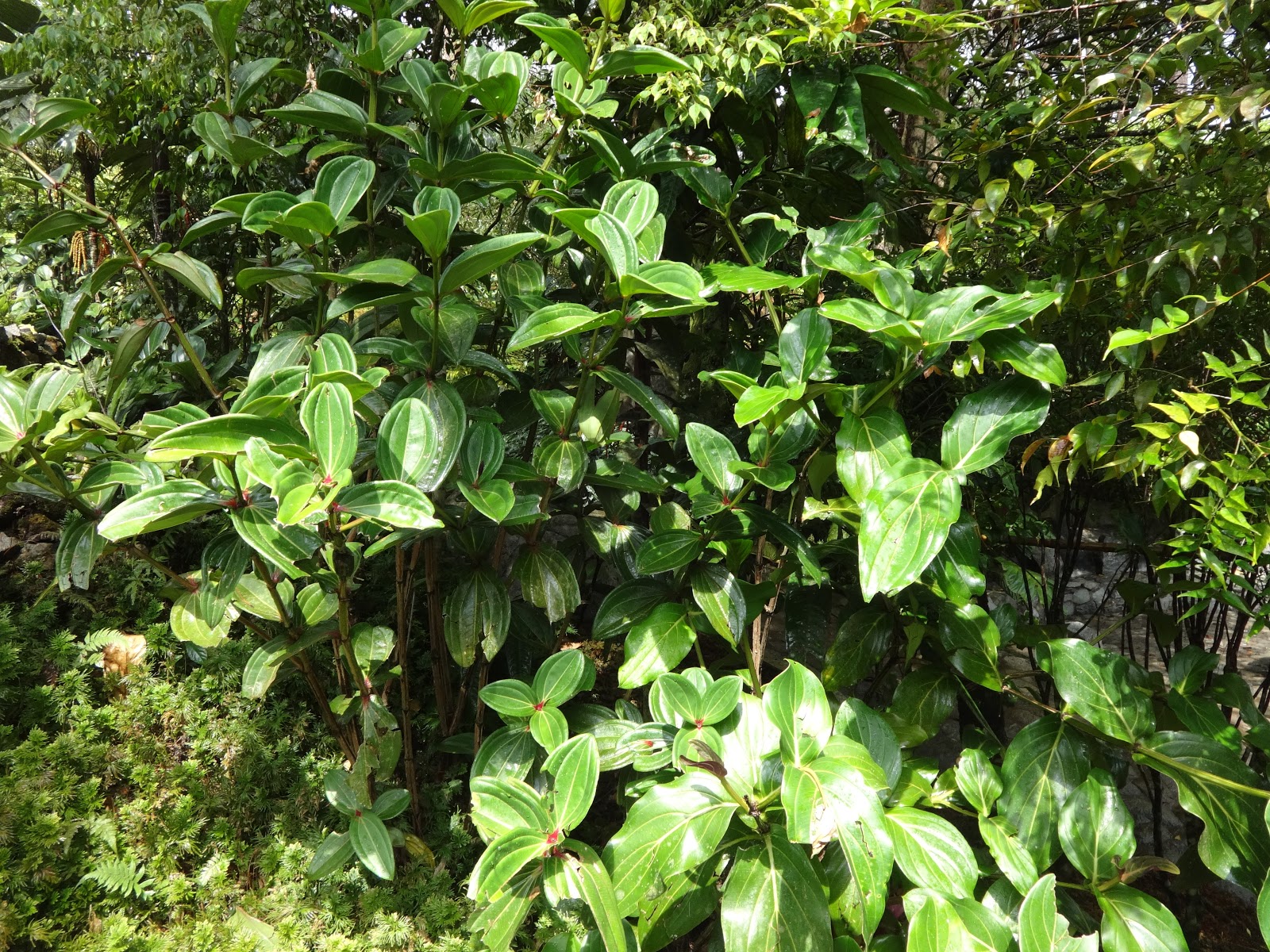 Herbs from Distant Lands: Medinilla magnifica, Medinilla pendula ...
