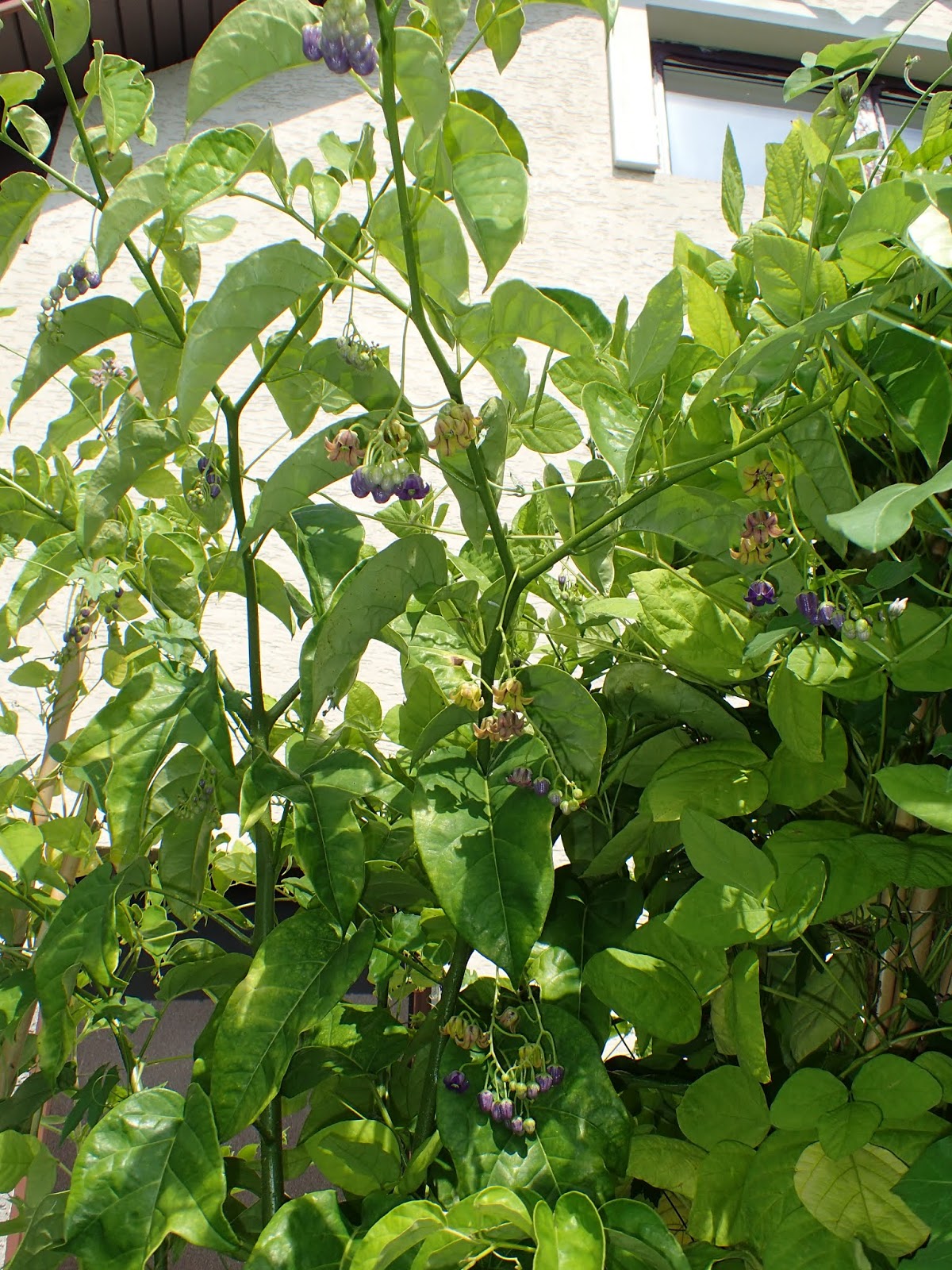 Scirpidiella's Plants: Guava Tamarillo (Cyphomandra fragrans) in flowers