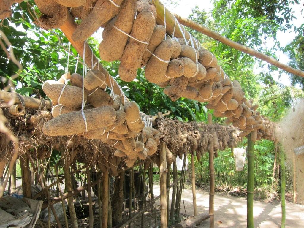 Start Up Your Yam Farming Business With This Basic Knowledge | Value ...