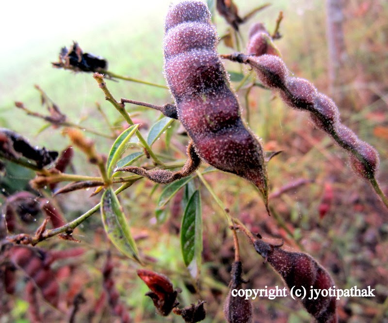 Taste of Nepal: Rahar ko Daal – split yellow pigeon peas (without skins)