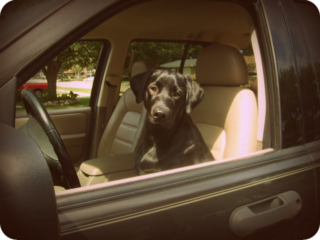 hurl's page: The Many Car Rides of a Dog's Life