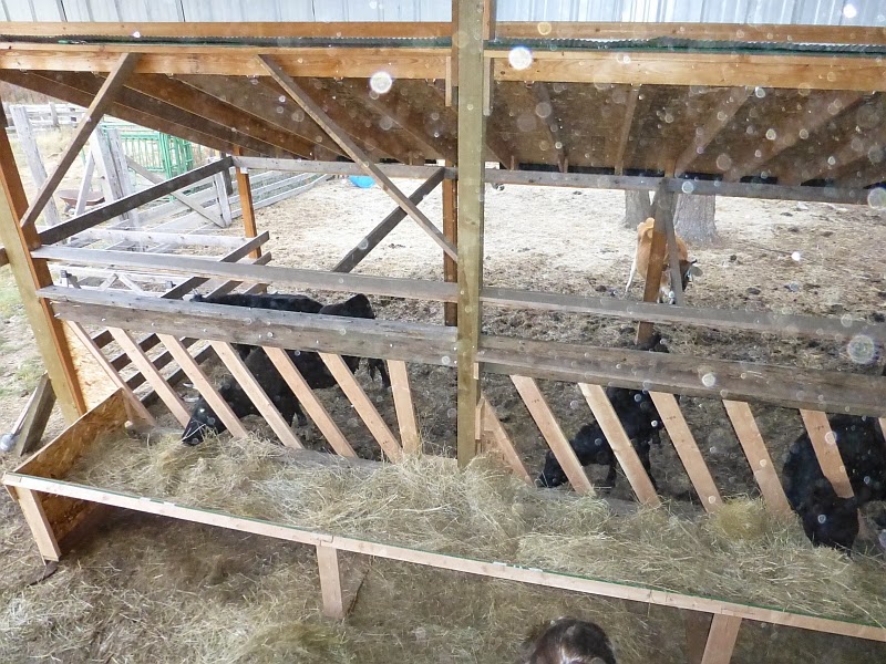 Rural Revolution: Building feed boxes