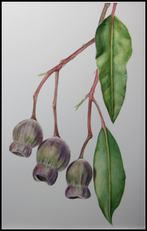 Vicki Lee Johnston - Botanical Art: Nuts ...