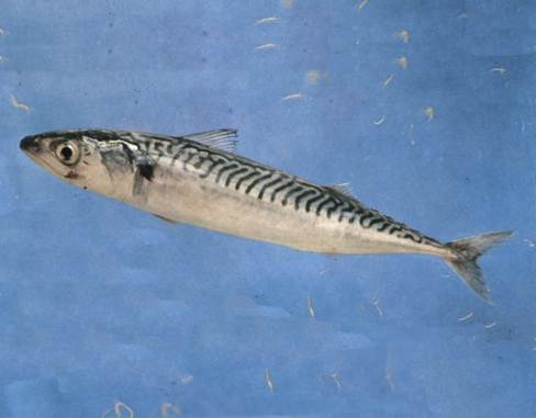 Curiosidades sobre las caballas (Scomber scombrus) | Universo Animal