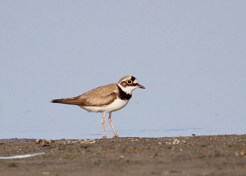 Richard Smith - Birdwatching Days Out: ROMANIA, Sinoe, Constanta, Part ...