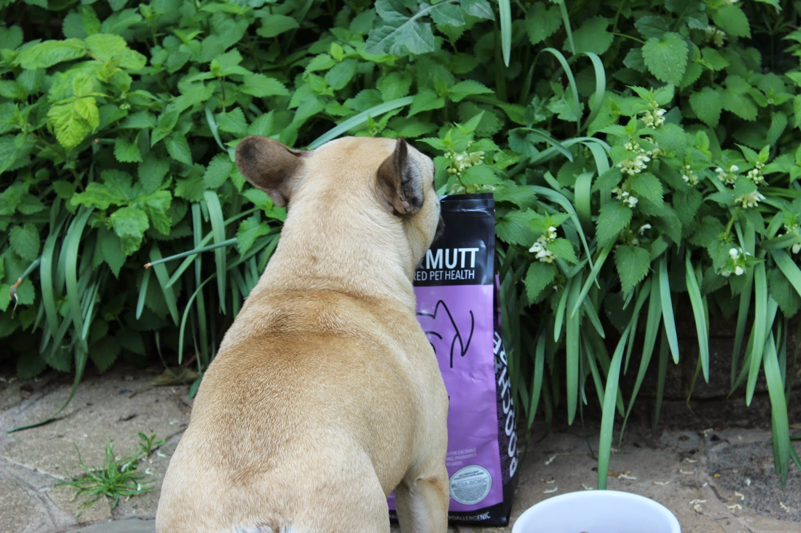 Pooch & Mutt - Calm & Relaxed Food Review | The Human Mannequin