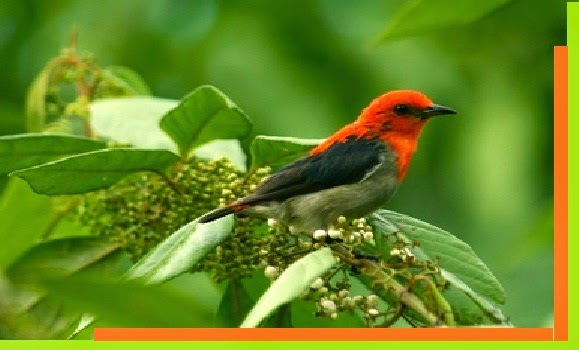 Cara Jitu Merawat Burung Cabe - Cabean atau Baret Merah Muda Hutan ...