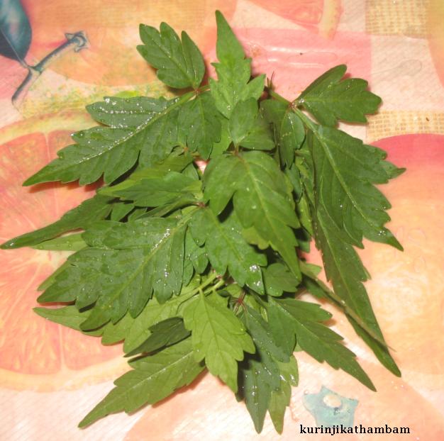 Balloon Vine / Mudakkathan Keerai Dosai ~ Kurinji Kathambam