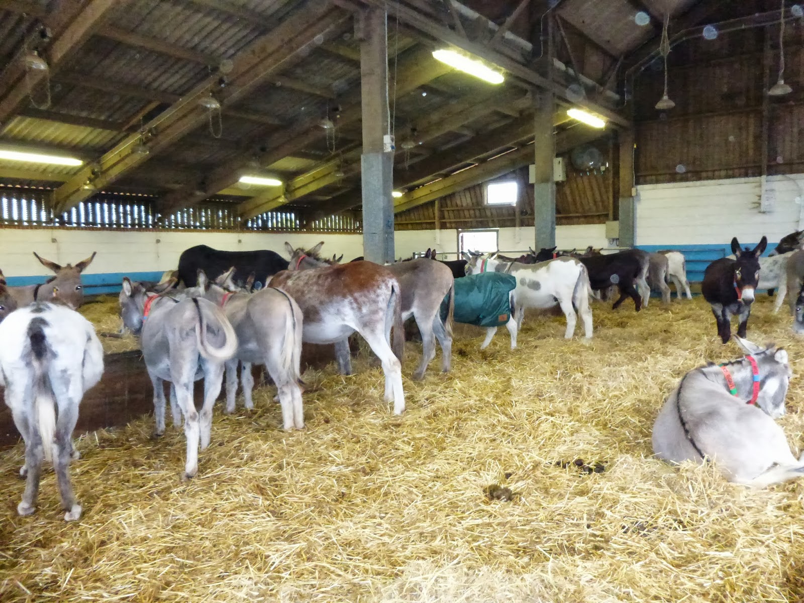 A Donkey Diary: The Donkey Sanctuary, Devon, UK
