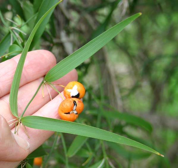 Toowoomba Plants: Wombat Berry