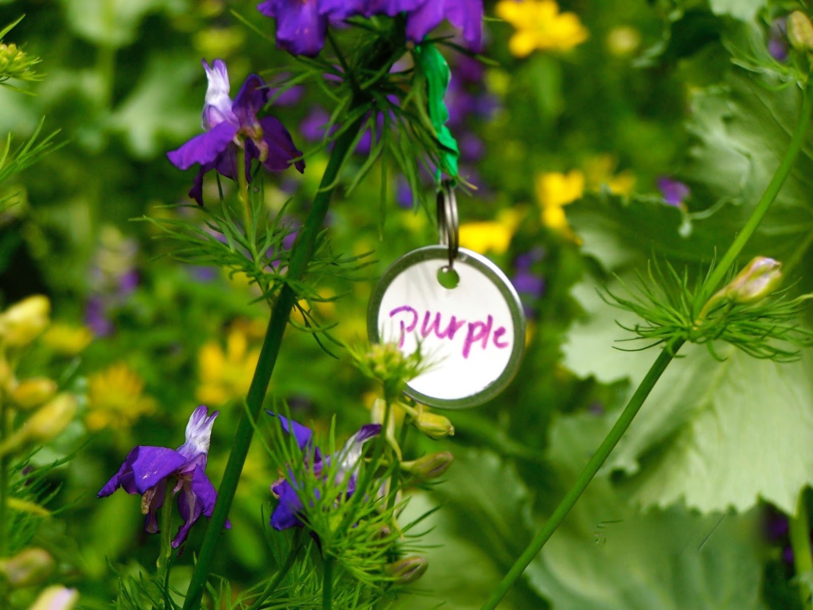 P O T A G E R How To Grow Larkspur From Seed
