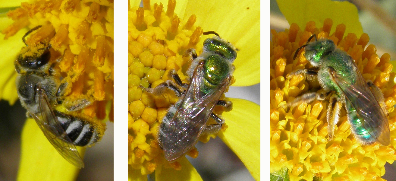 Arizona: Beetles, Bugs, Birds and more: Brittle Bush Bee Heaven