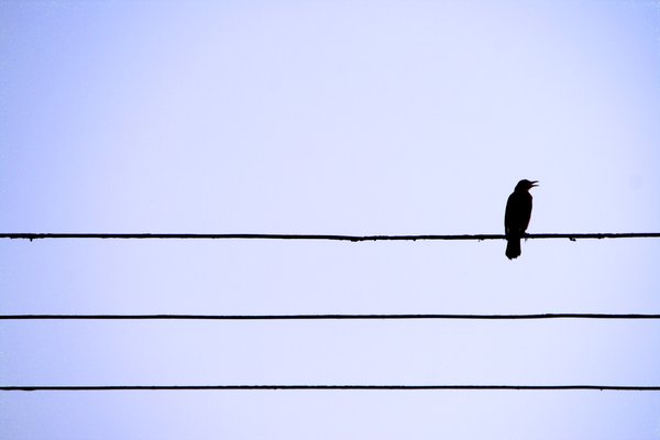 Lonely Sad Birds I am so Lonely I'm So Lonely...