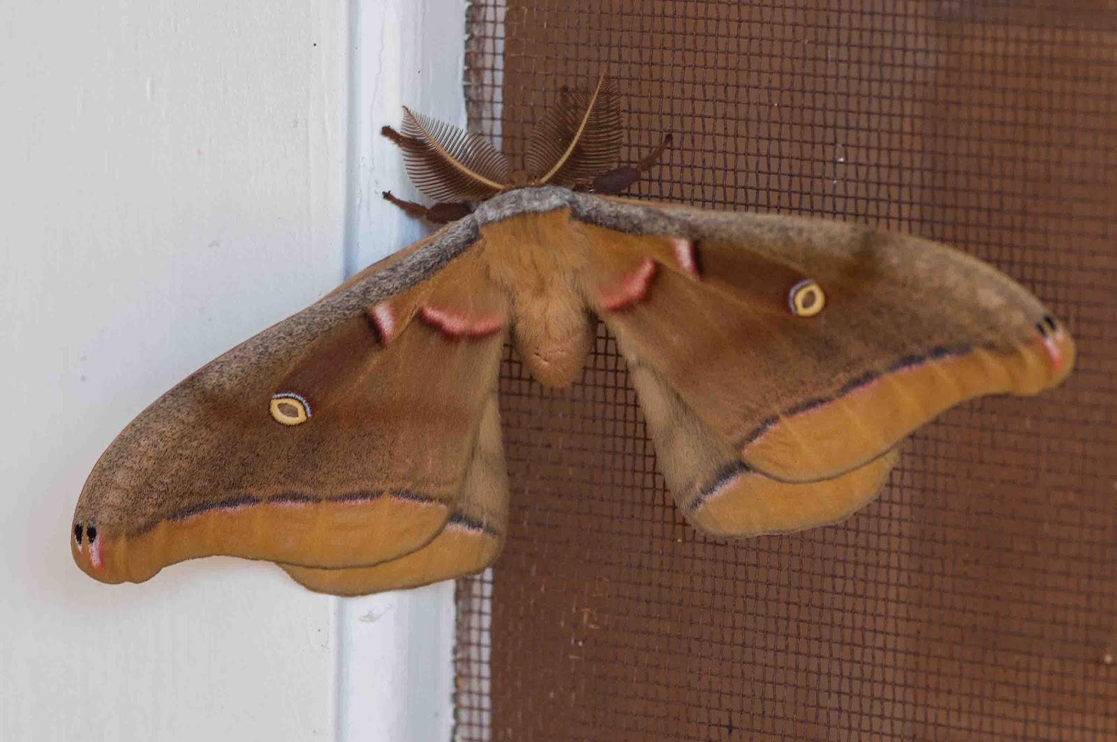 Window on a Texas Wildscape: One big moth!