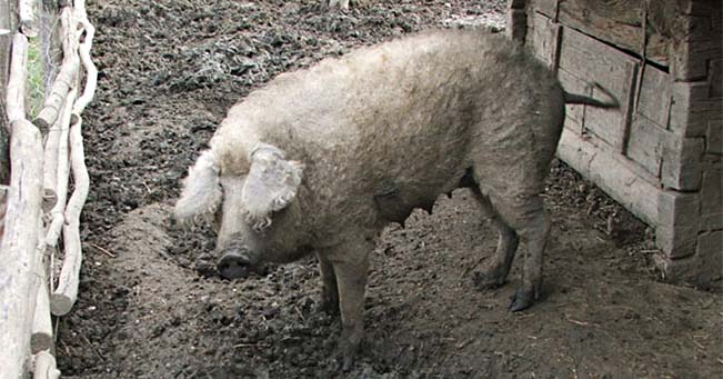 El blog del gran Uribe: El cerdo mangalica y el ibérico
