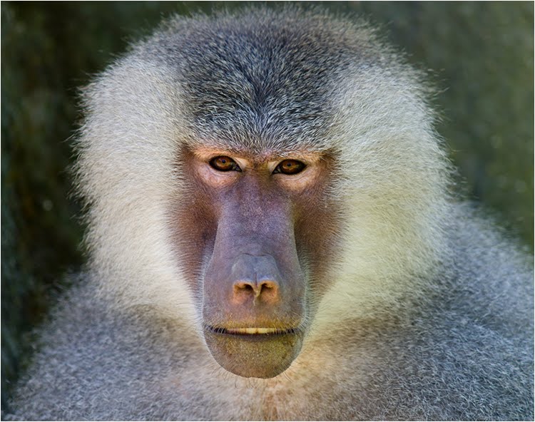 Faune/Flore Afrique de l'Est: Babouin hamadryas