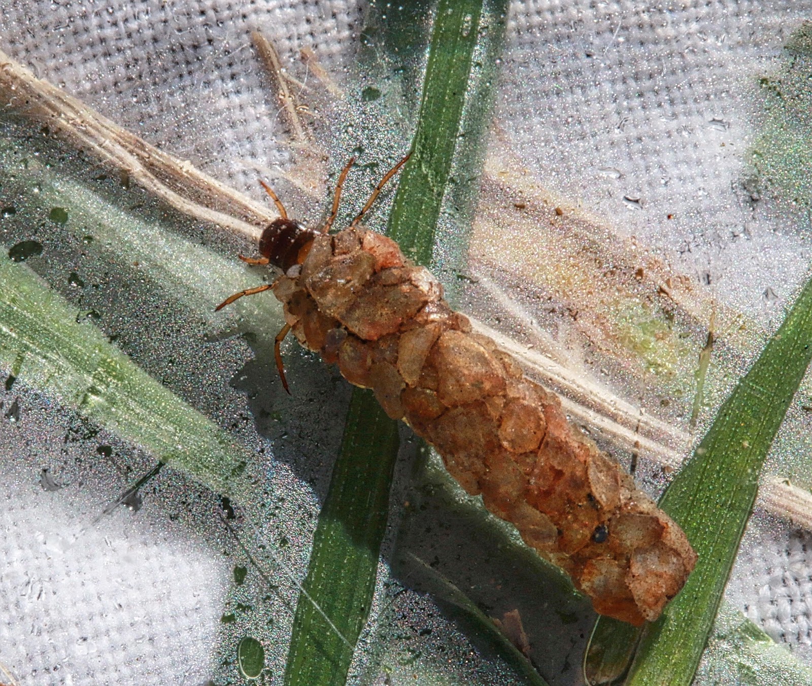 Aquatic Insects of Central Virginia: November 2017