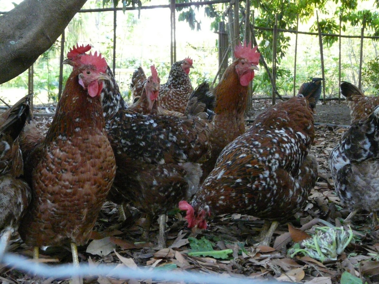 Adri's farm blog: If chickens could be happy