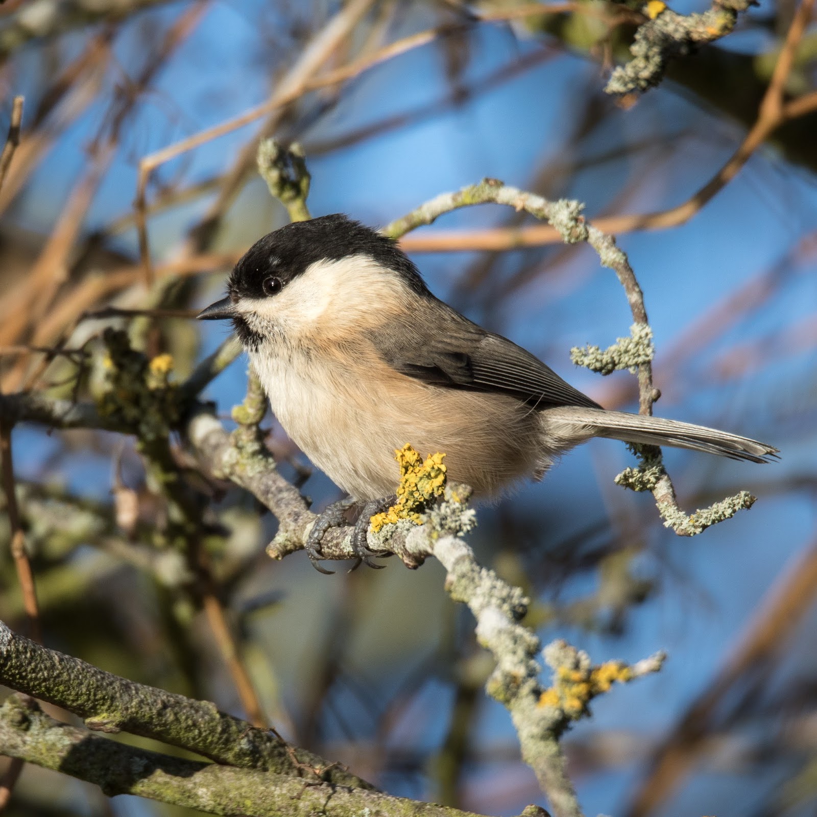 TrogTrogBlog: Bird of the week - Willow tit