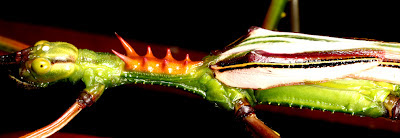 BunyipCo: It's a Parapodacanthus hasenpuschorum Year!